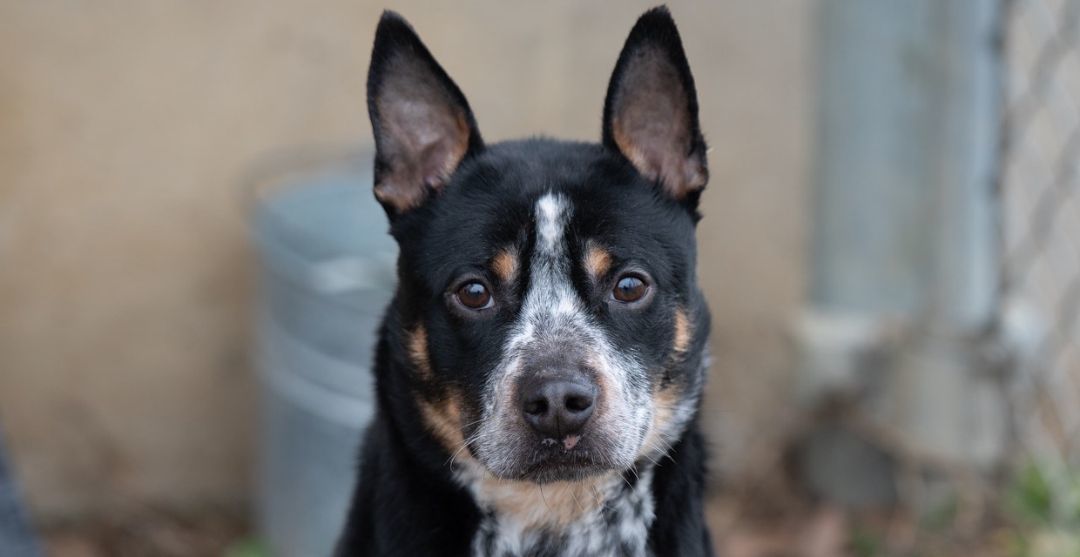 Dog for Adoption - Fiyero, a Australian Cattle Dog/Blue Heeler in ...