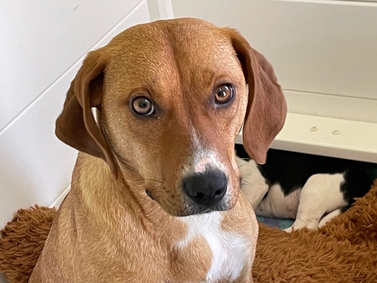 Dog for Adoption - Astoria, a Beagle in Branch, MN | Alpha Paw