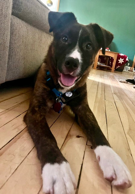 *Rooster Vacation Foster Needed 6/26-7/4's Web Page