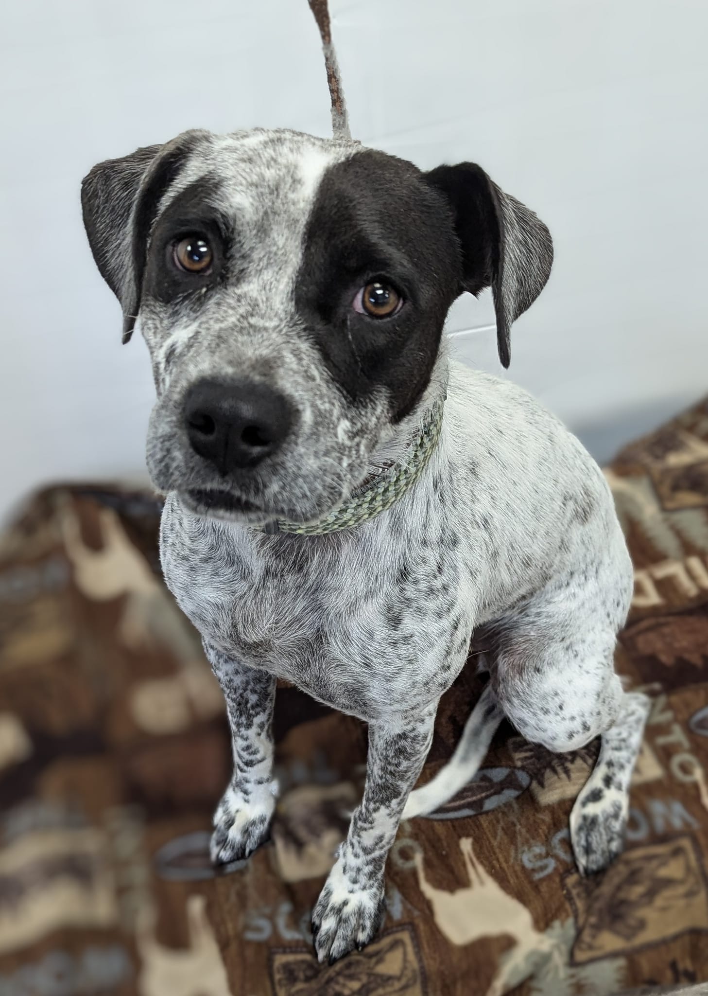 Dog for Adoption - Dorothy, a German Shepherd Dog in Lonsdale, MN ...