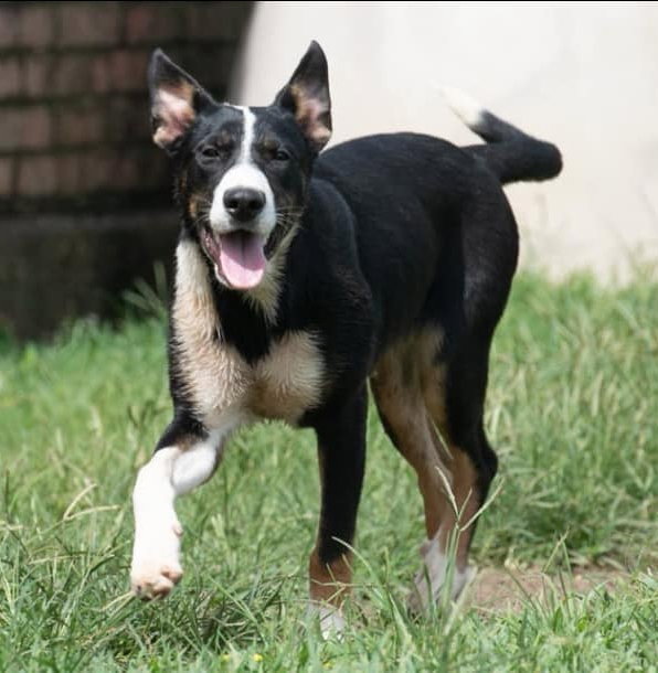 Dog for Adoption - Katie, a Australian Kelpie in Anoka County, MN ...