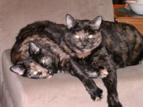 Cally - Urgent Foster Needed w/Cassie's Web Page