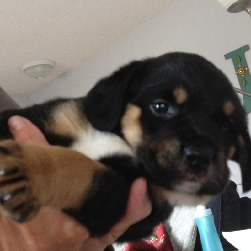 Kole - URGENT! Foster Needed!'s Web Page