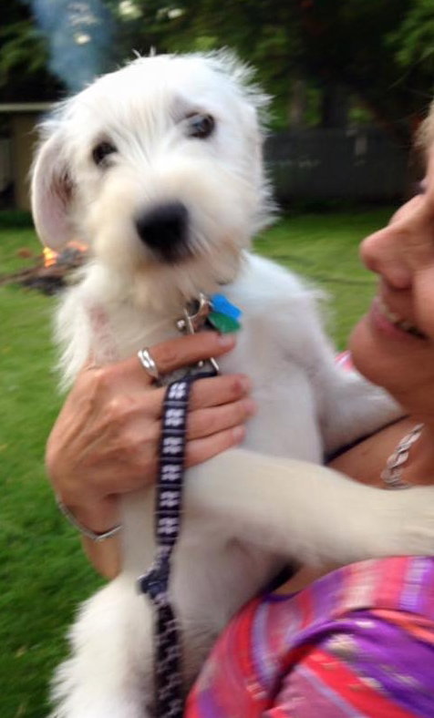 Pip PUPPY's Web Page