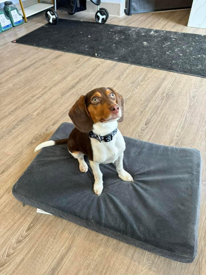 Dog for Adoption - Kaiser, a Dachshund in Duluth, MN | Alpha Paw