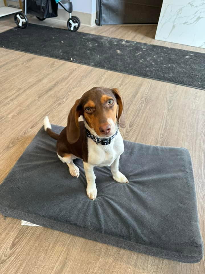Dog for Adoption - Kaiser, a Dachshund in Duluth, MN | Alpha Paw