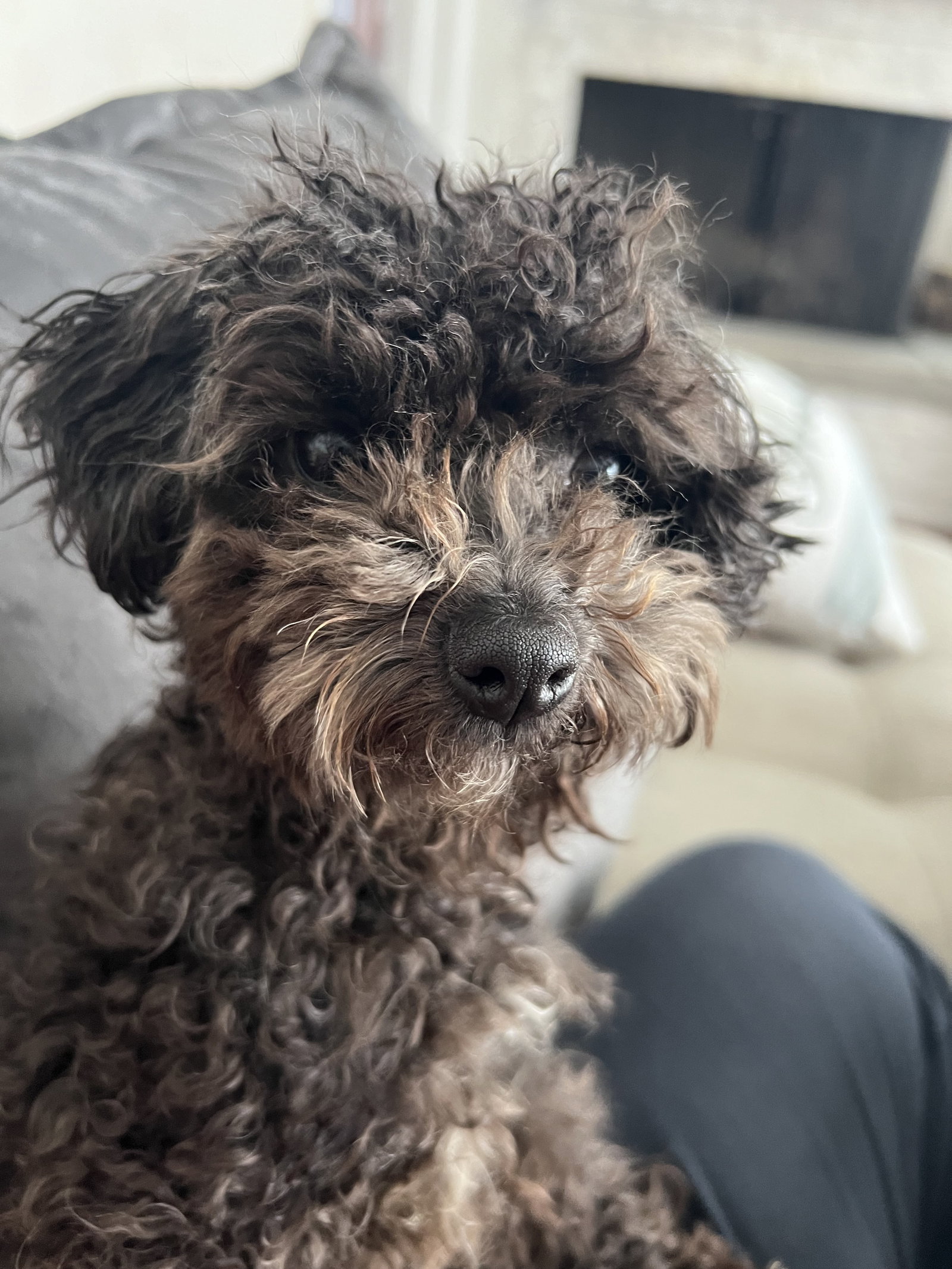 Dog for Adoption - Della Duck, a in Duluth, MN | Alpha Paw