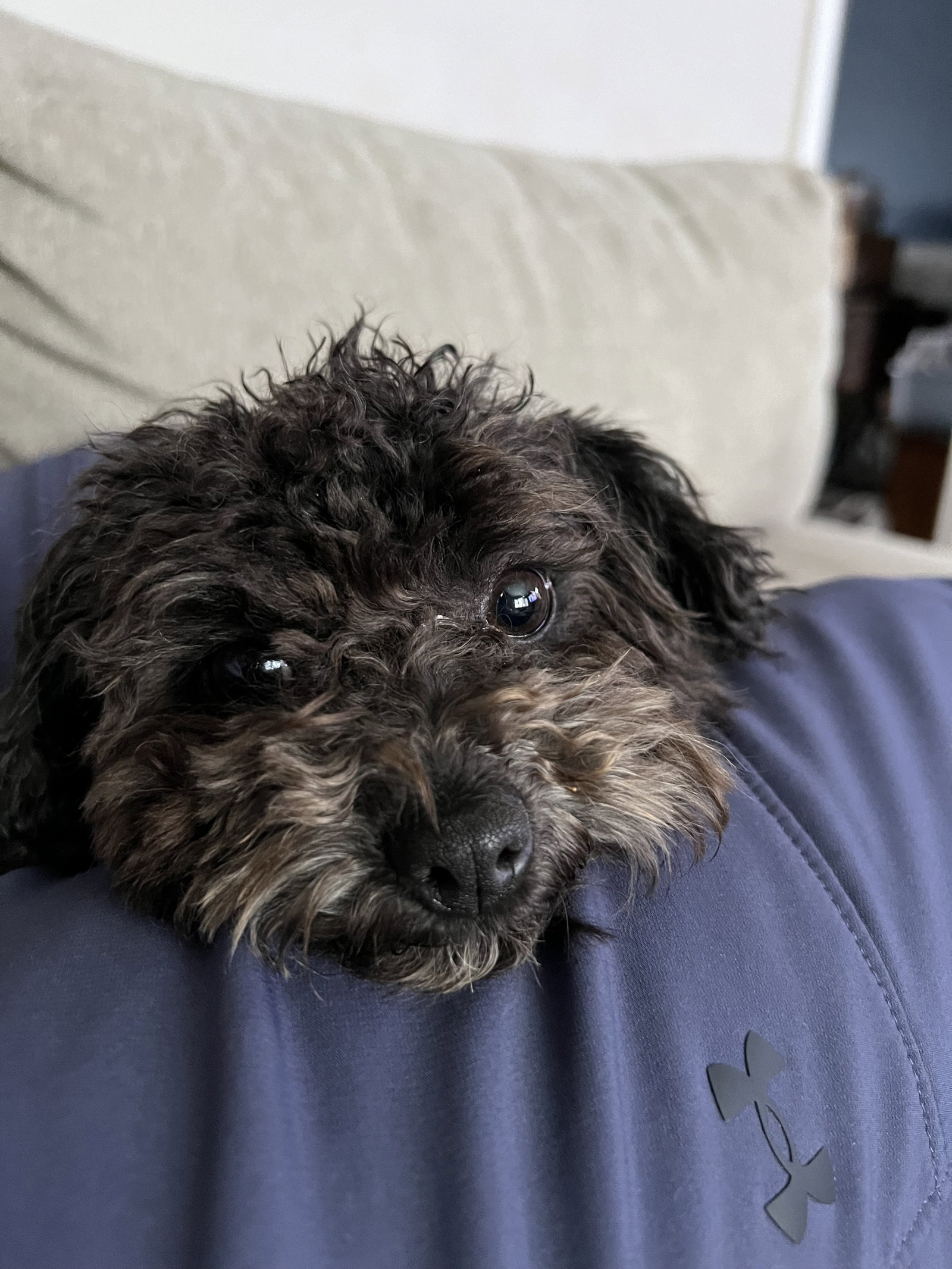 Dog for Adoption - Della Duck, a in Duluth, MN | Alpha Paw