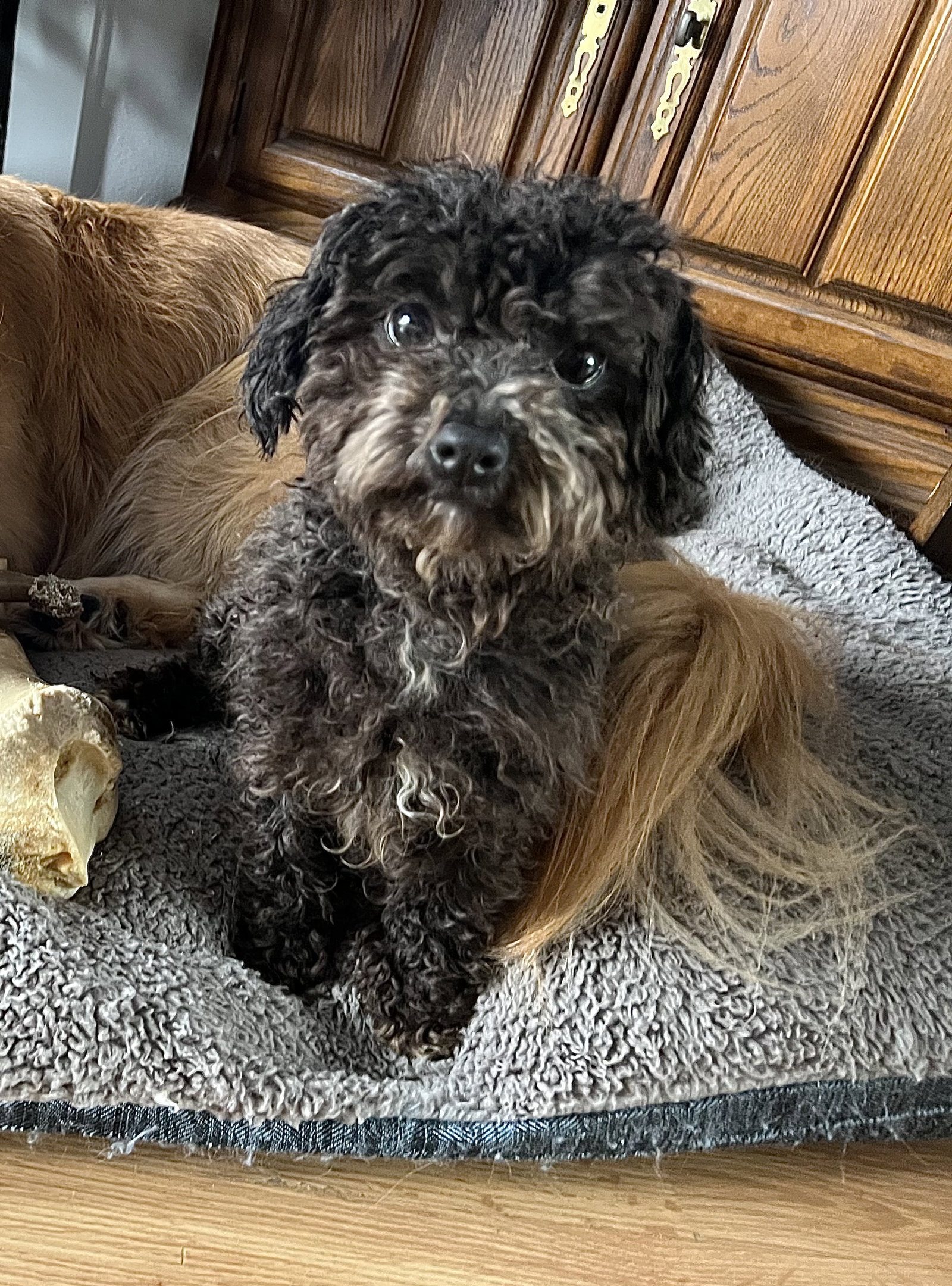 Dog for Adoption - Della Duck, a in Duluth, MN | Alpha Paw