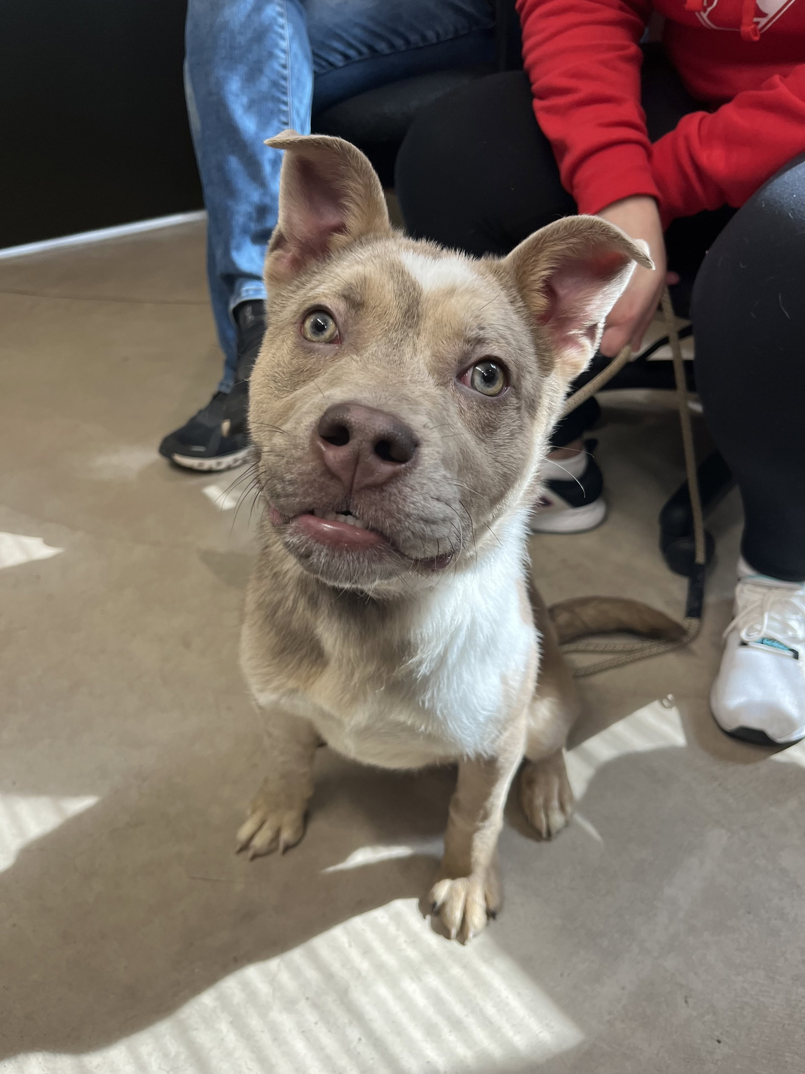Dog for Adoption - Charlene, a Husky in Duluth, MN | Alpha Paw