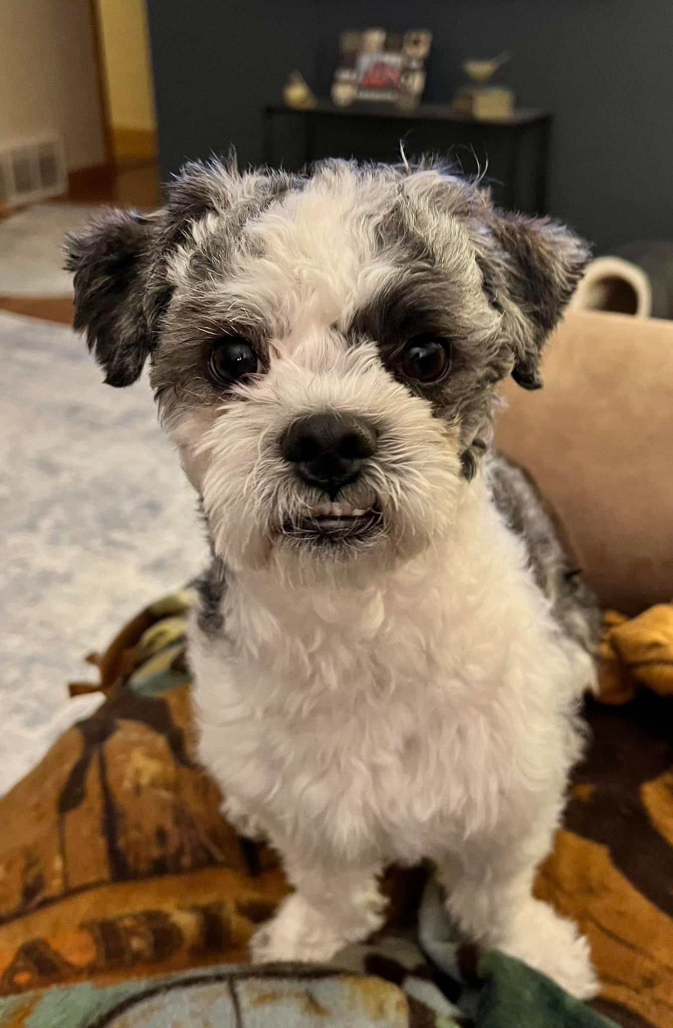 Dog for Adoption - Chico, a Shih Tzu in Two Harbors, MN | Alpha Paw