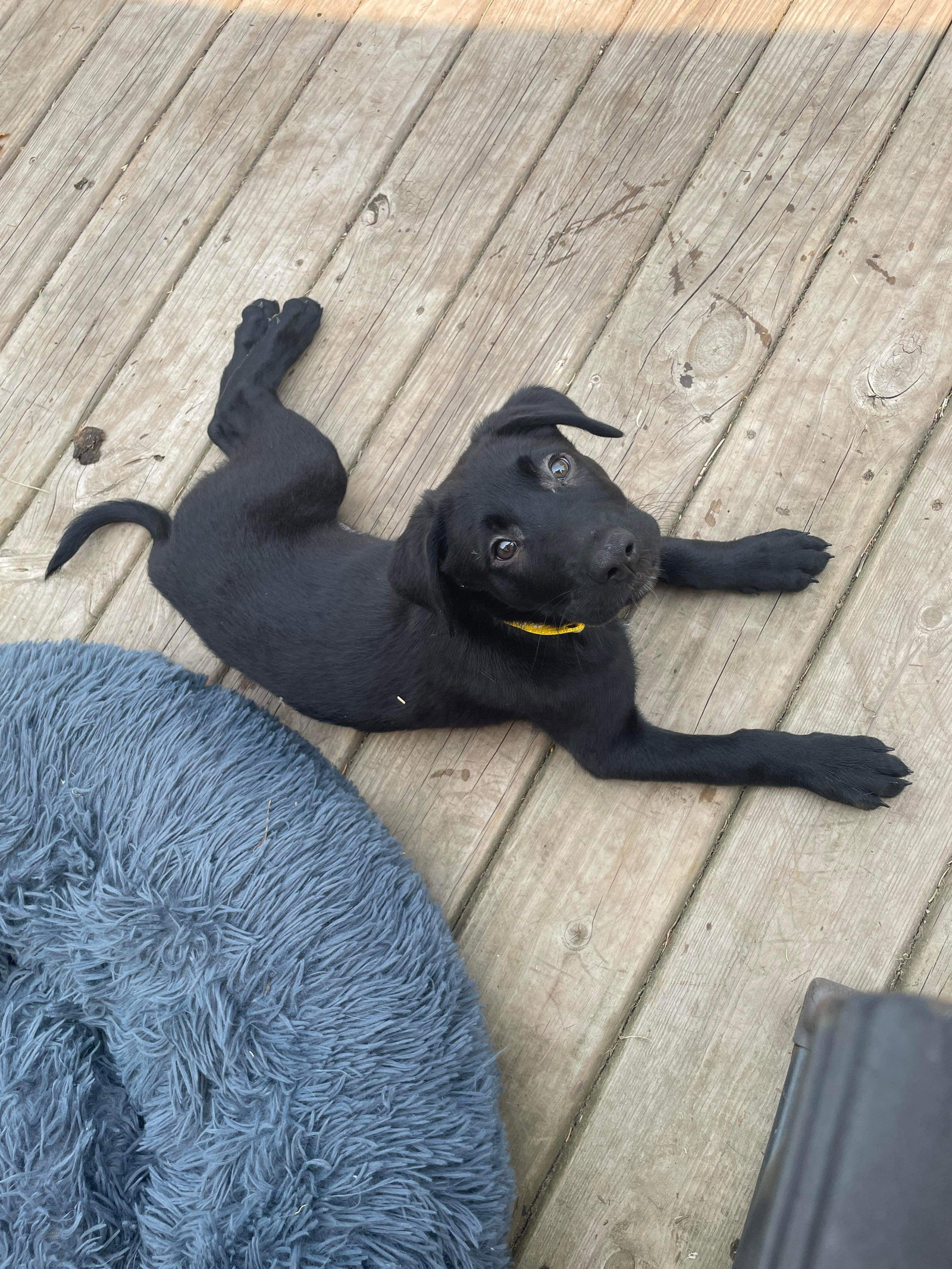 Dog for Adoption - Bo, a Labrador Retriever in Duluth, MN | Alpha Paw