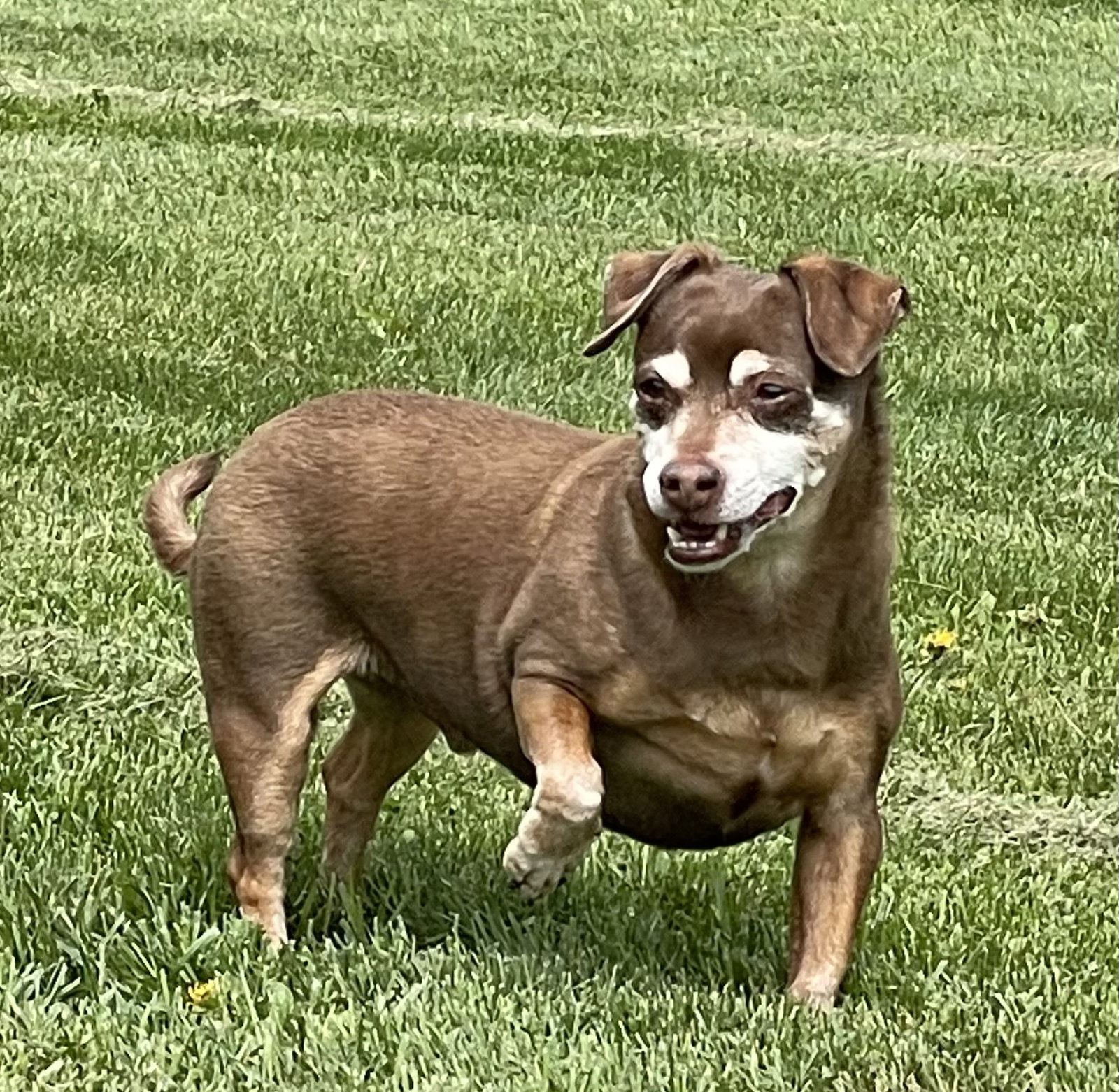 Dog for Adoption - Spike, a Chihuahua in Duluth, MN | Alpha Paw