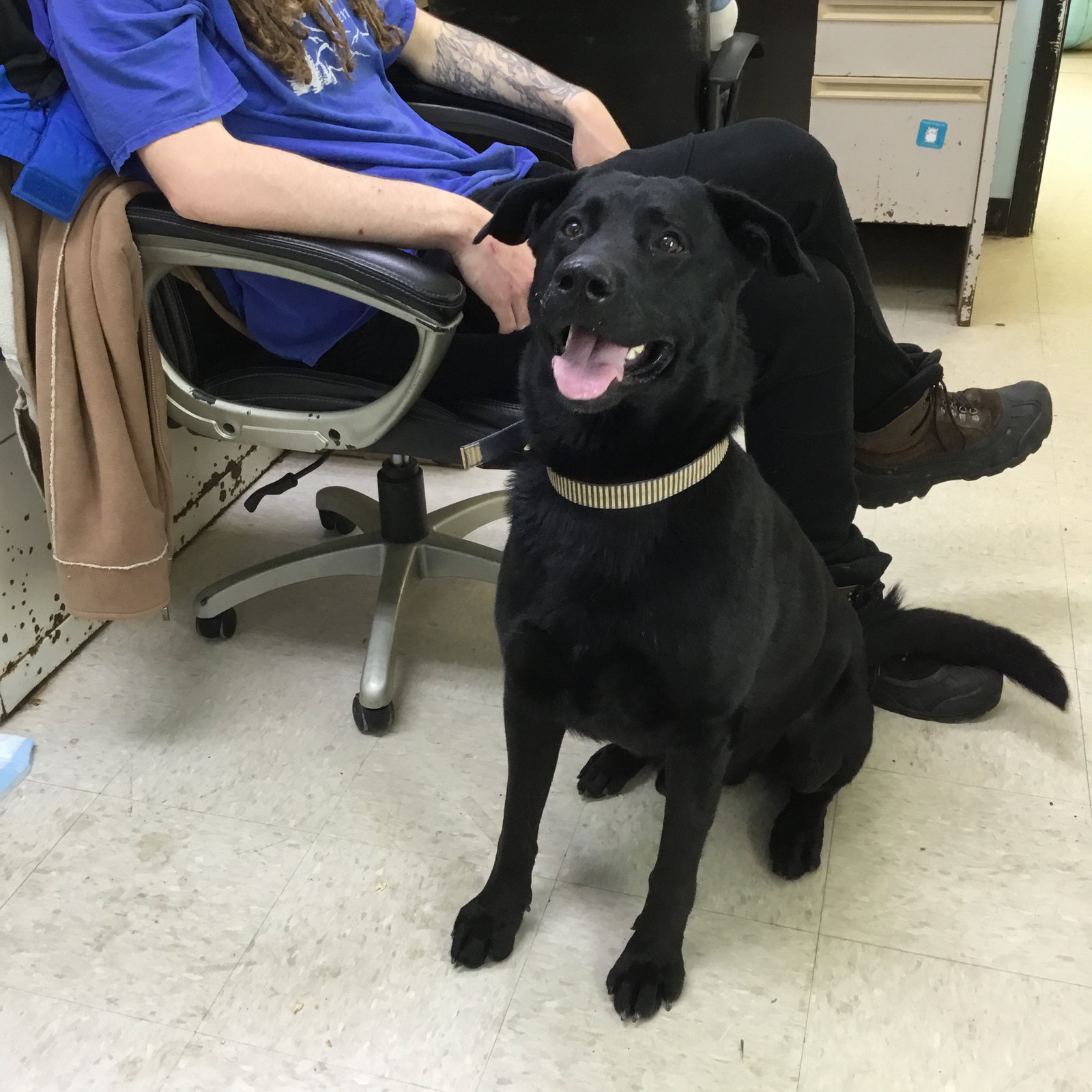 Dog for Adoption - rooster, a German Shepherd Dog in Cullowhee, NC ...