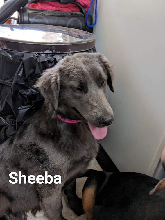 Dog for Adoption - Sheeba, a Doberman Pinscher in Robbinsville, NC ...