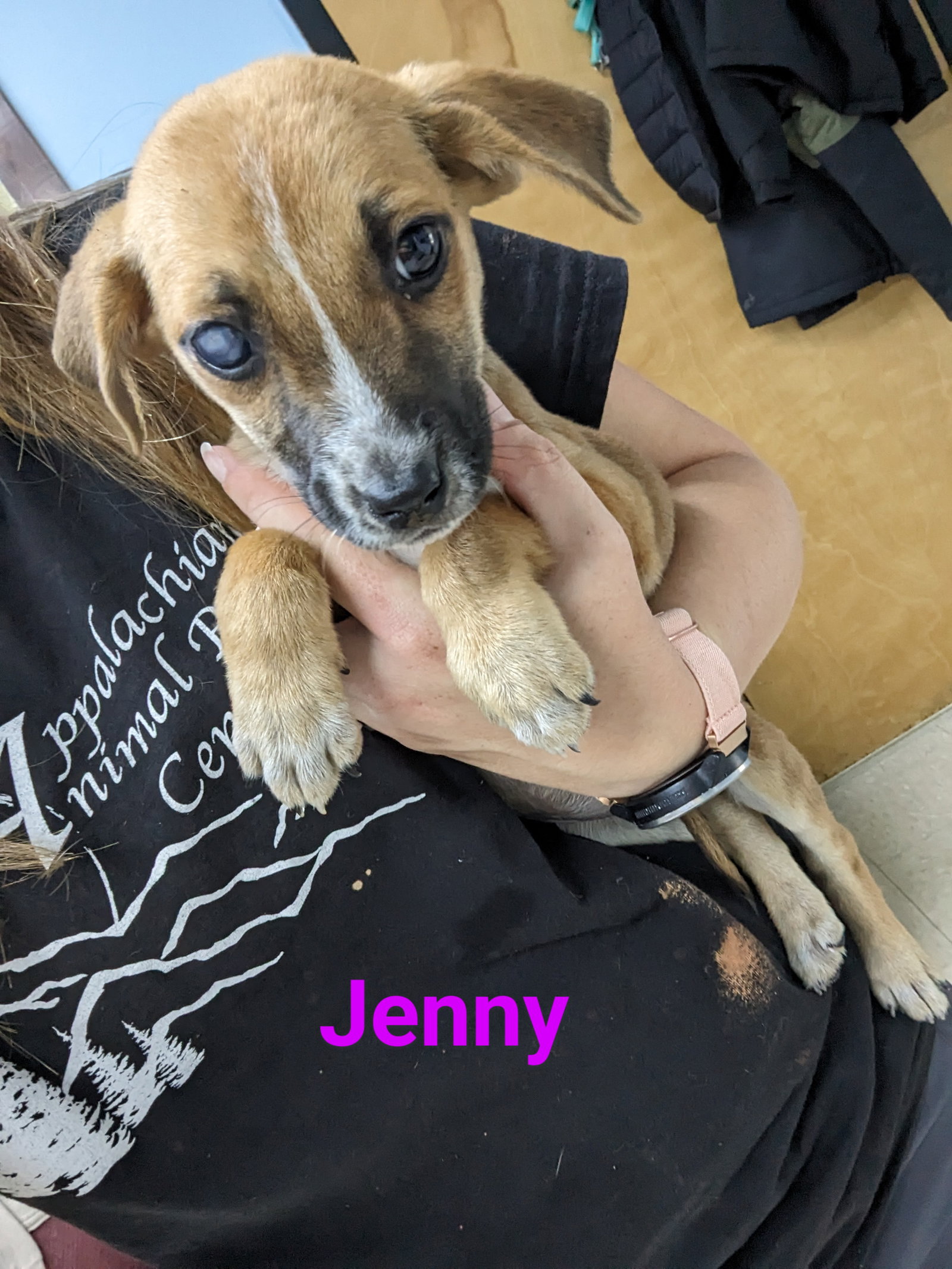Dog for Adoption - Jenny, a Hound in Haywood County, NC | Alpha Paw