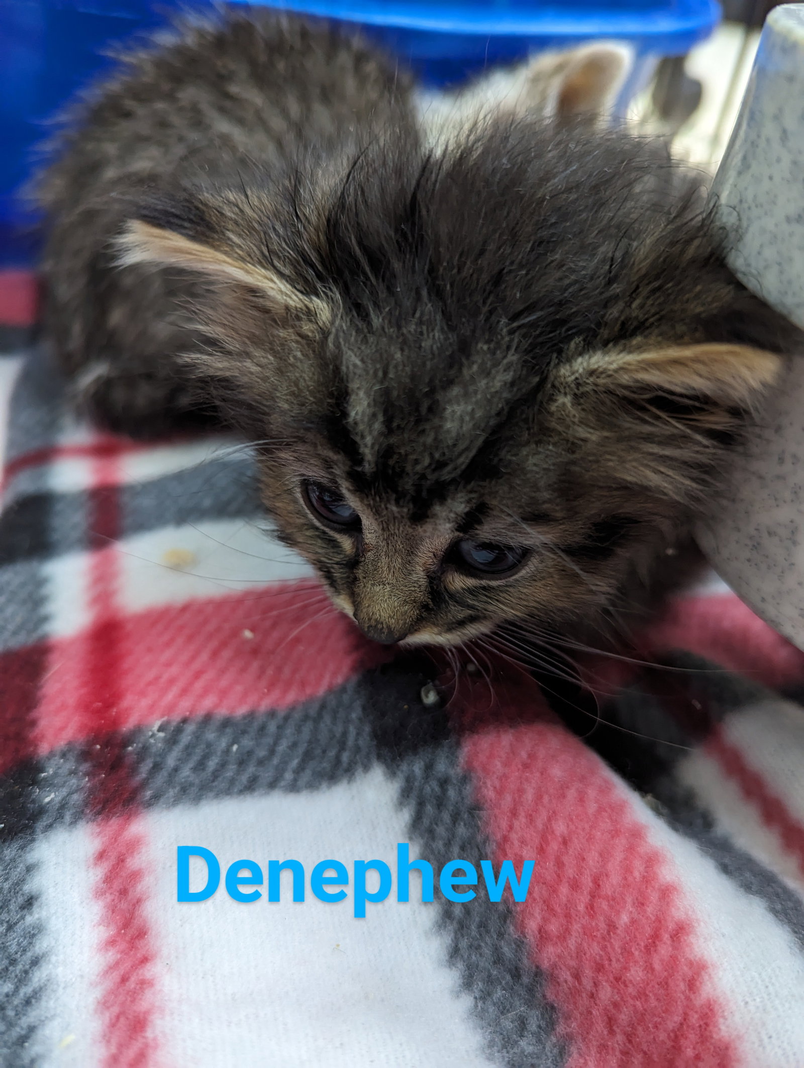 Cats for Adoption in White County, Georgia | Alpha Paw