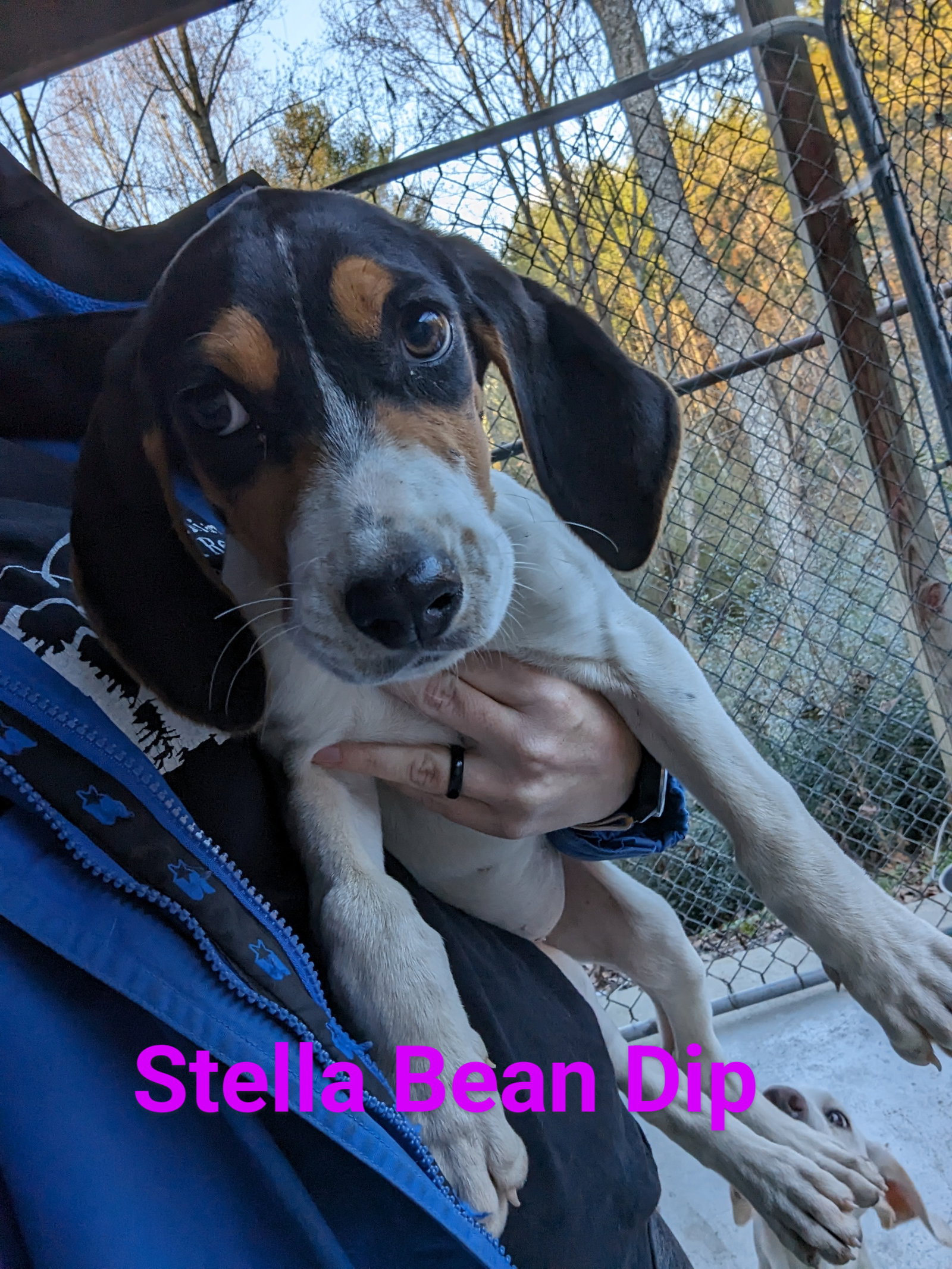 Dog for Adoption - Stella Bean Dip, a Beagle in Pickens, SC | Alpha Paw