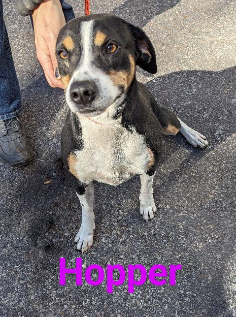 Dog for Adoption - Hopper, a Hound in Murphy, NC | Alpha Paw