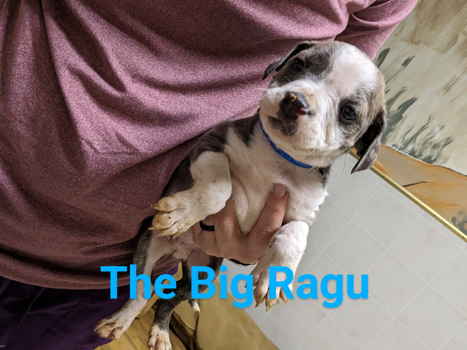 Dog for Adoption - The Big Ragu, a Boston Terrier in Robbinsville, NC ...