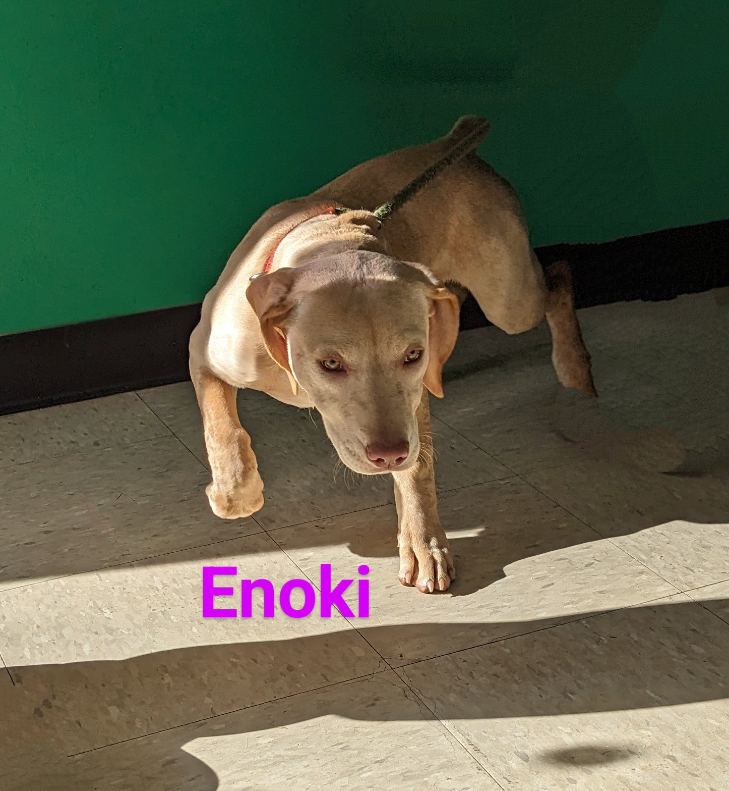 Dog for Adoption - Enoki, a Labrador Retriever in Maggie Valley, NC ...