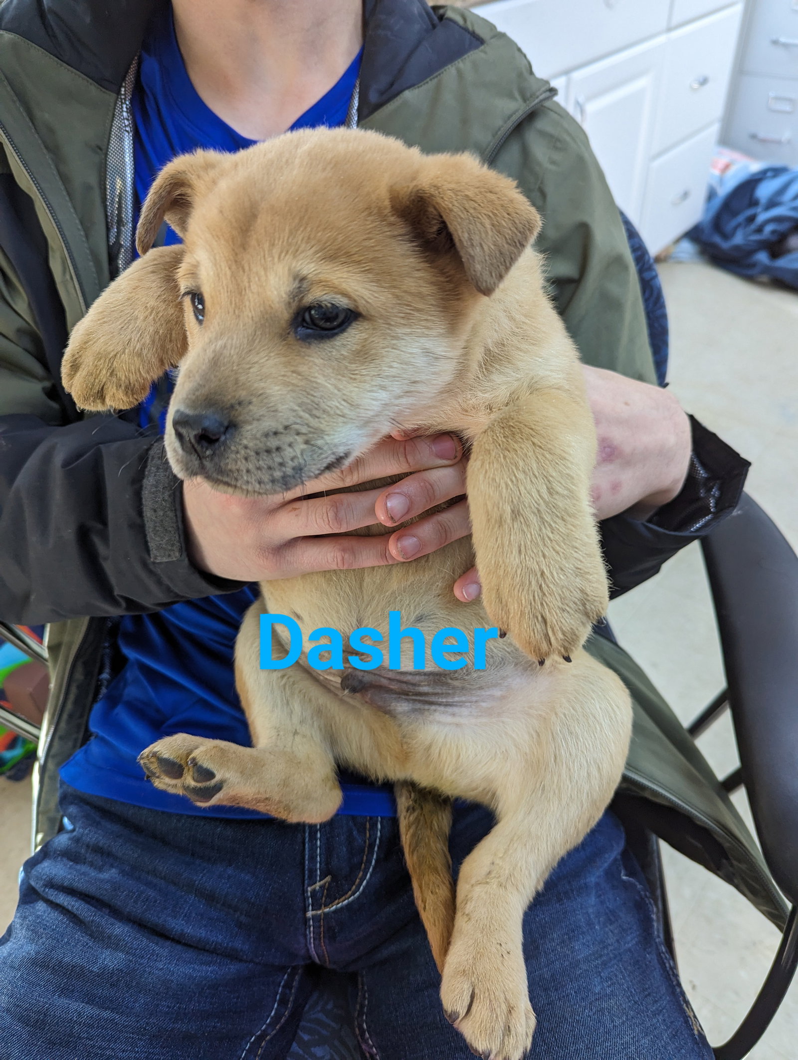 Dog for Adoption - Dasher, a Chow Chow in Central, SC | Alpha Paw