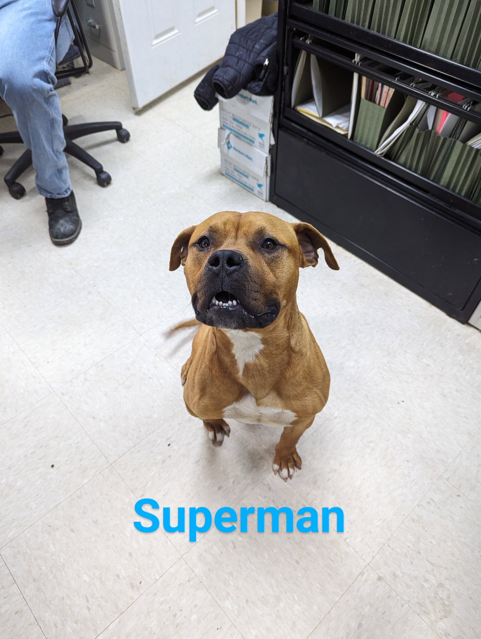 Dog for Adoption - Superman, a Pit Bull Terrier in Pigeon Forge, TN ...