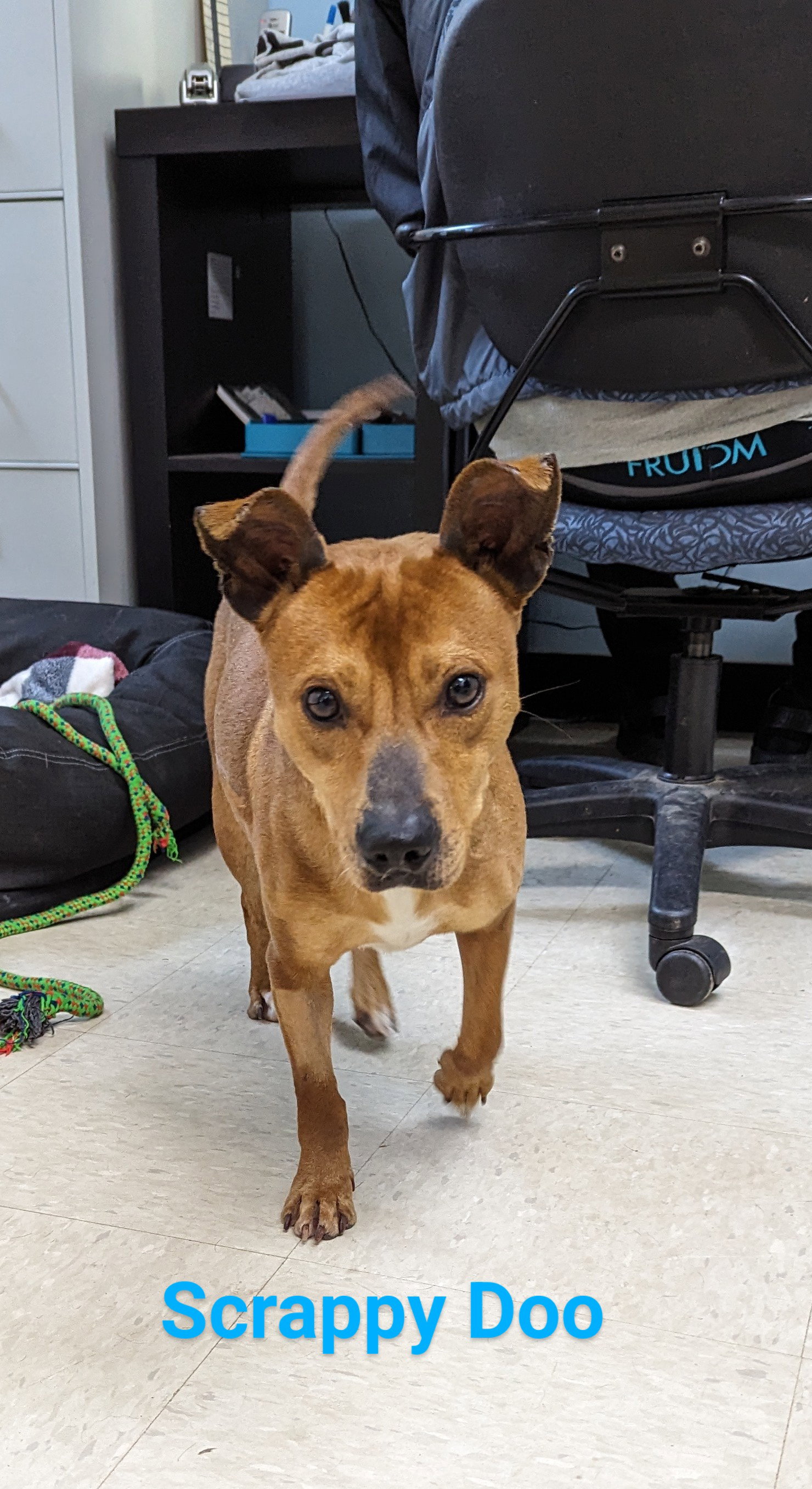 Dog for Adoption - Scrappy Doo, a Dachshund in Robbinsville, NC | Alpha Paw
