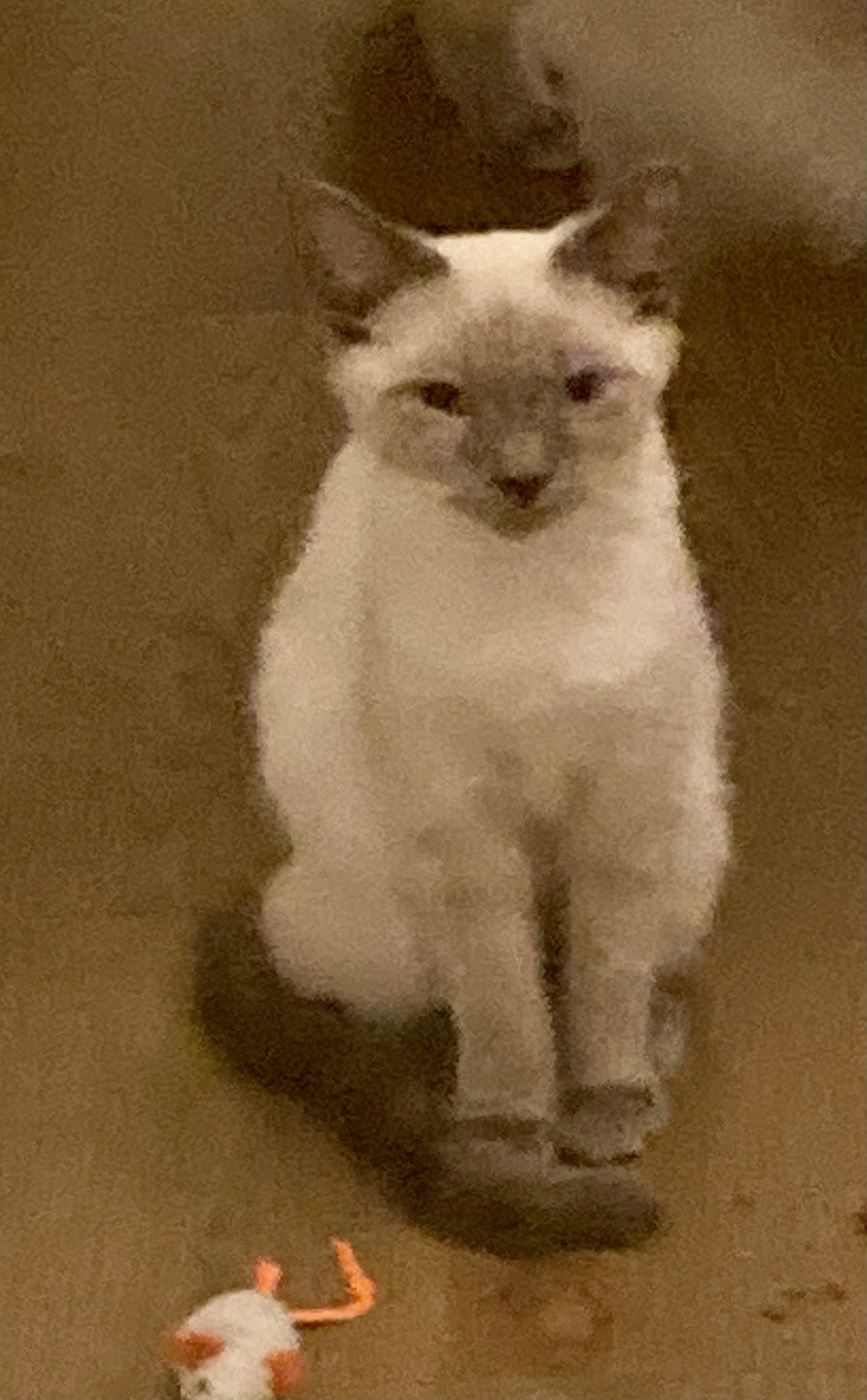 Cats for Adoption in Fairfield County, Ohio | Alpha Paw