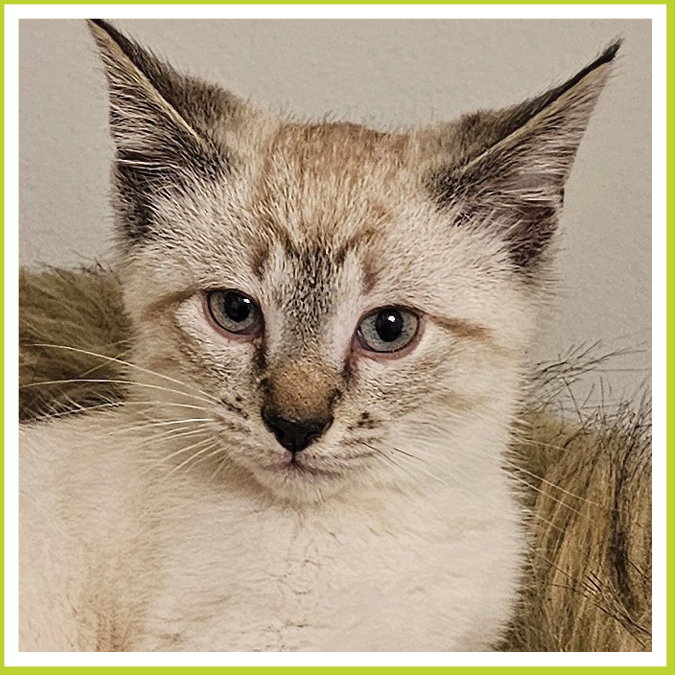 Cat adoption in Columbus, OH 43229: Siamese / Himalayan / Mixed (medium ...