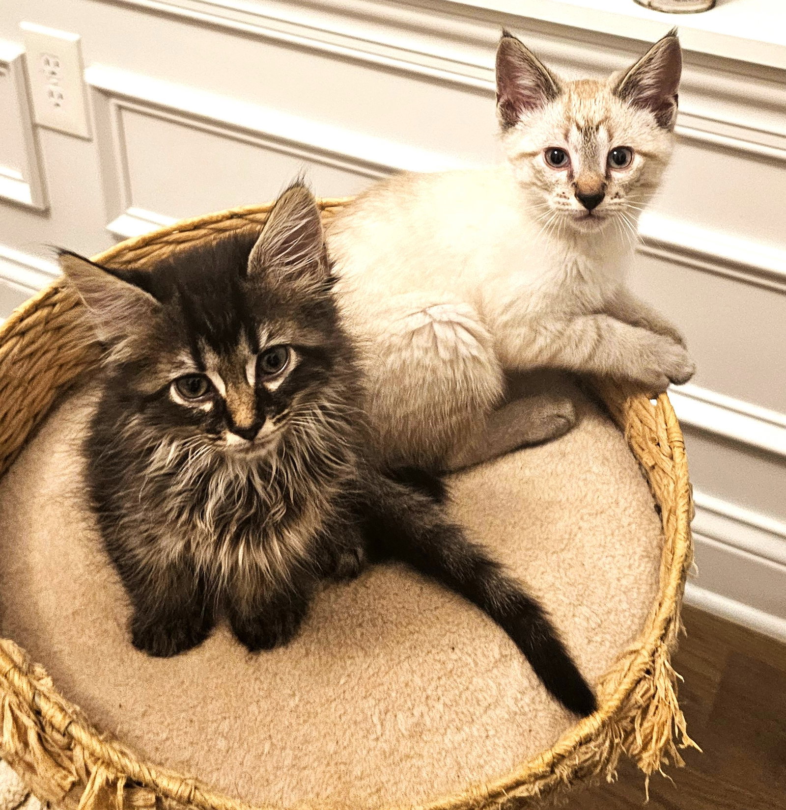 Cats for Adoption in Beechwood Trails, Ohio | Alpha Paw